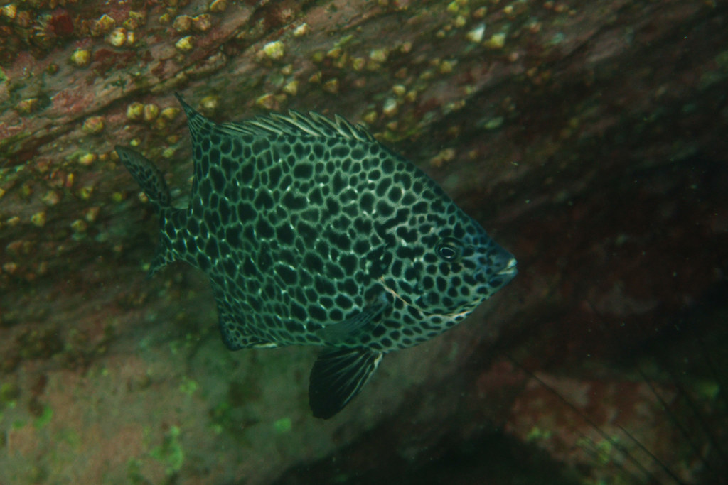Spotted knifejaw in July 2020 by Gomen See · iNaturalist