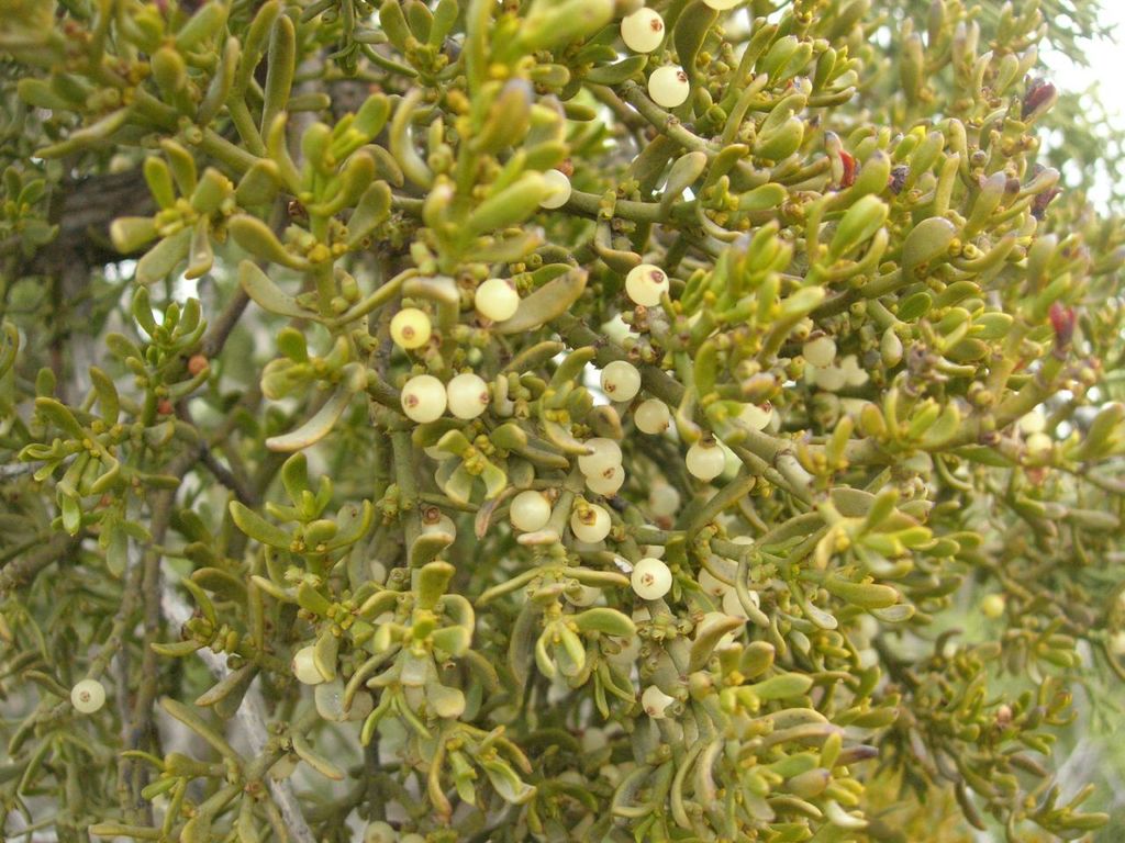 Juniper Mistletoe (Conifers of Sagehen Creek Basin, CA) · iNaturalist ...