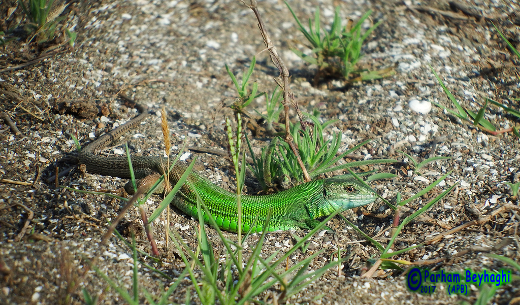 Caspian Green Lizard from Gilan Province, Iran on June 2, 2017 at 07:14 ...