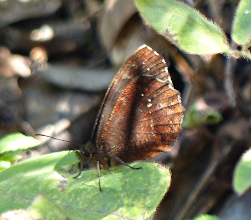 Pedaliodes uncus · iNaturalist Canada