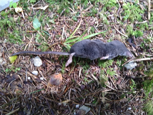 Alpine Shrew (Sorex alpinus) · iNaturalist