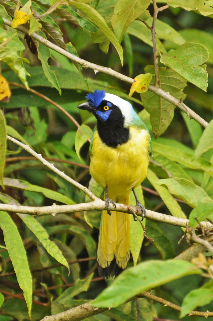 Inca Jay from Don Diego, Retiro, Antioquia, Colombia on November 5 ...