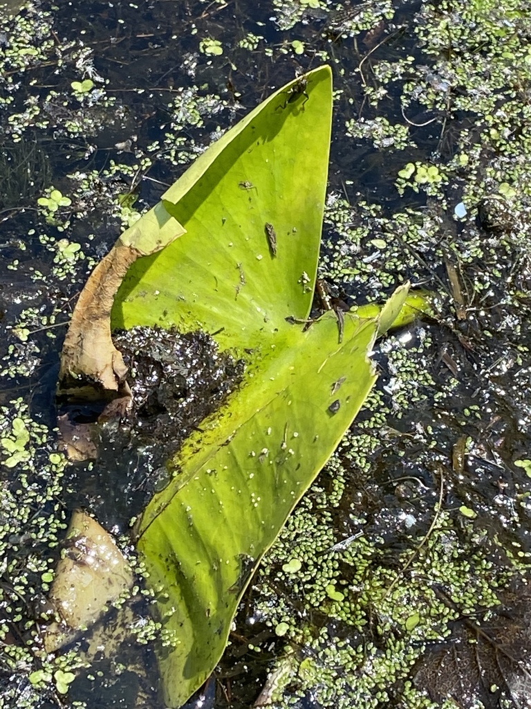 spatterdock from Massapequa Preserve, Massapequa, NY, US on July 8 ...