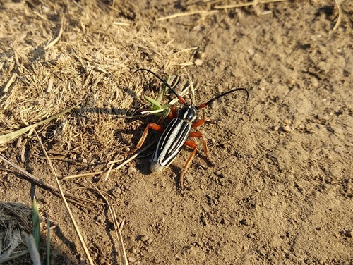 Politodorcadion politum · iNaturalist Mexico
