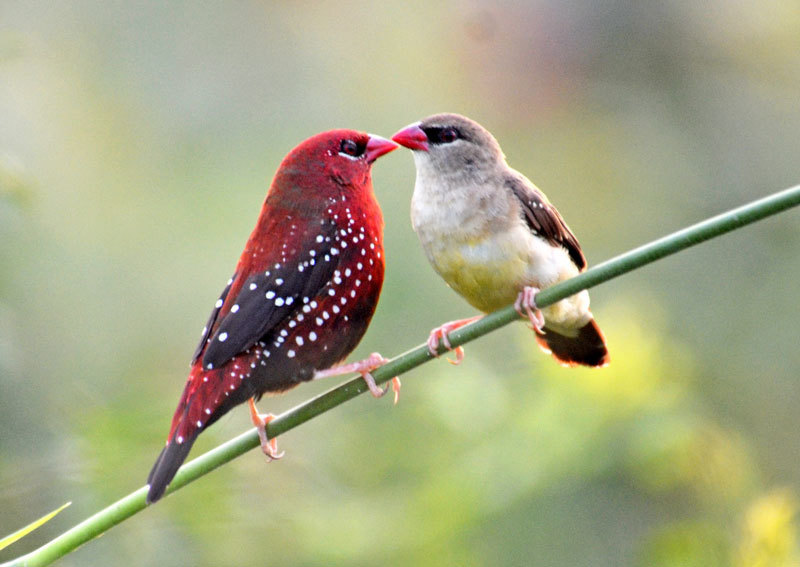 Red Avadavat (Introduced birds of North America) · iNaturalist