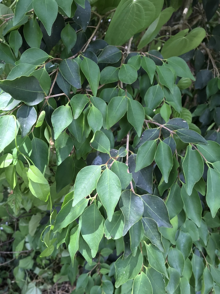 Red stopper from Deering Estate, Palmetto Bay, FL, US on July 09, 2020 ...