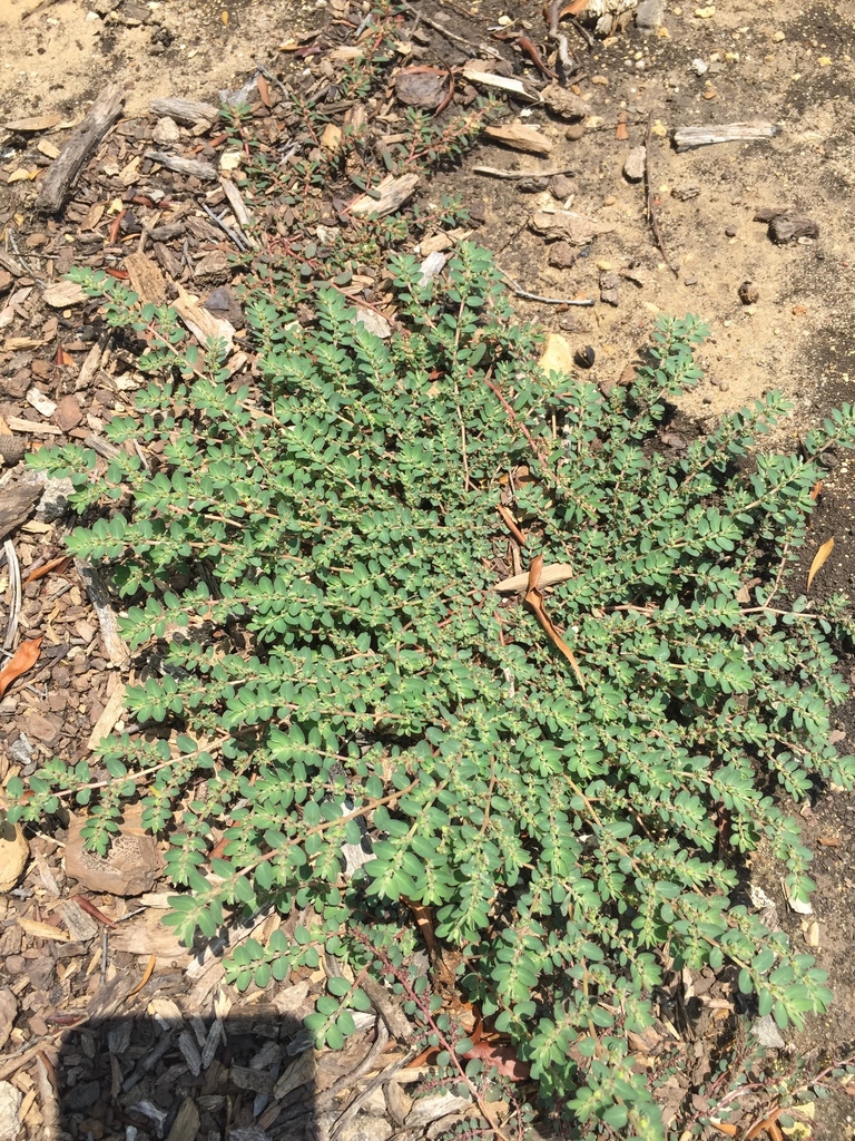 Prostrate Sandmat (Common species of Chamaesyce (Euphorbia sect ...