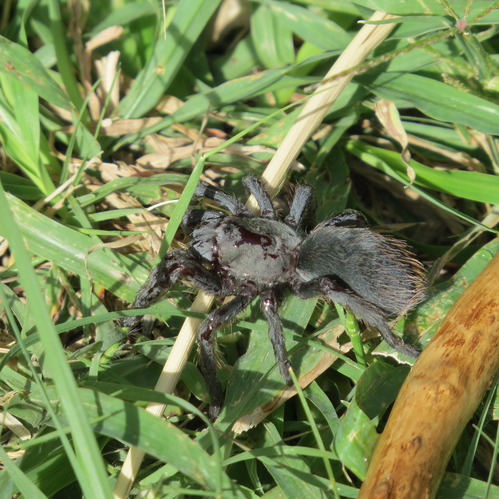 Tucson Bronze Tarantula from Sierra Vista, AZ 85650, USA on July 9 ...