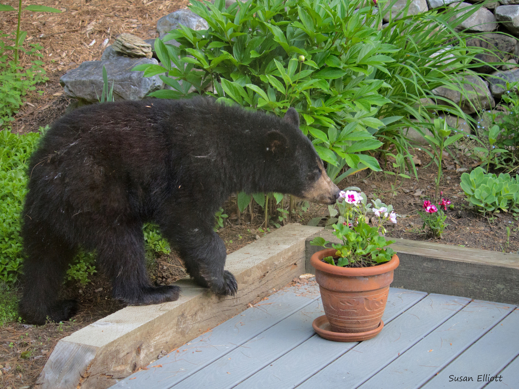 Eastern Black Bear from Heather Ln, Rutland, VT, USA on June 10, 2017 ...