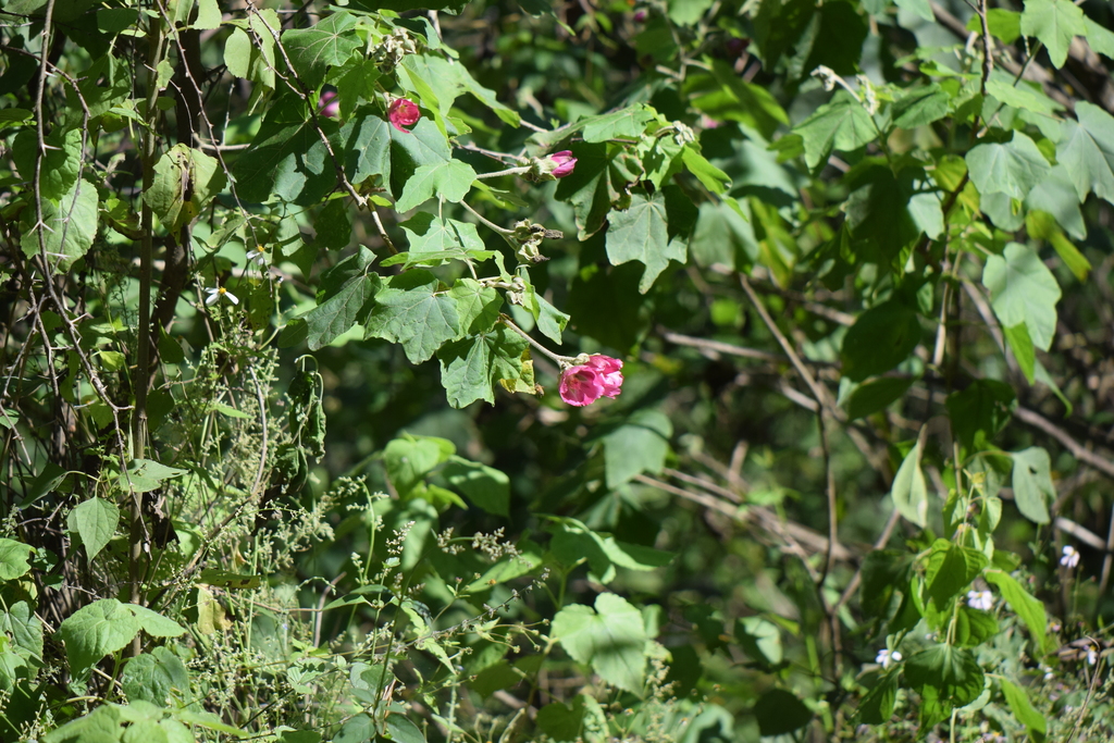 (Phymosia rosea) - Botanical Realm