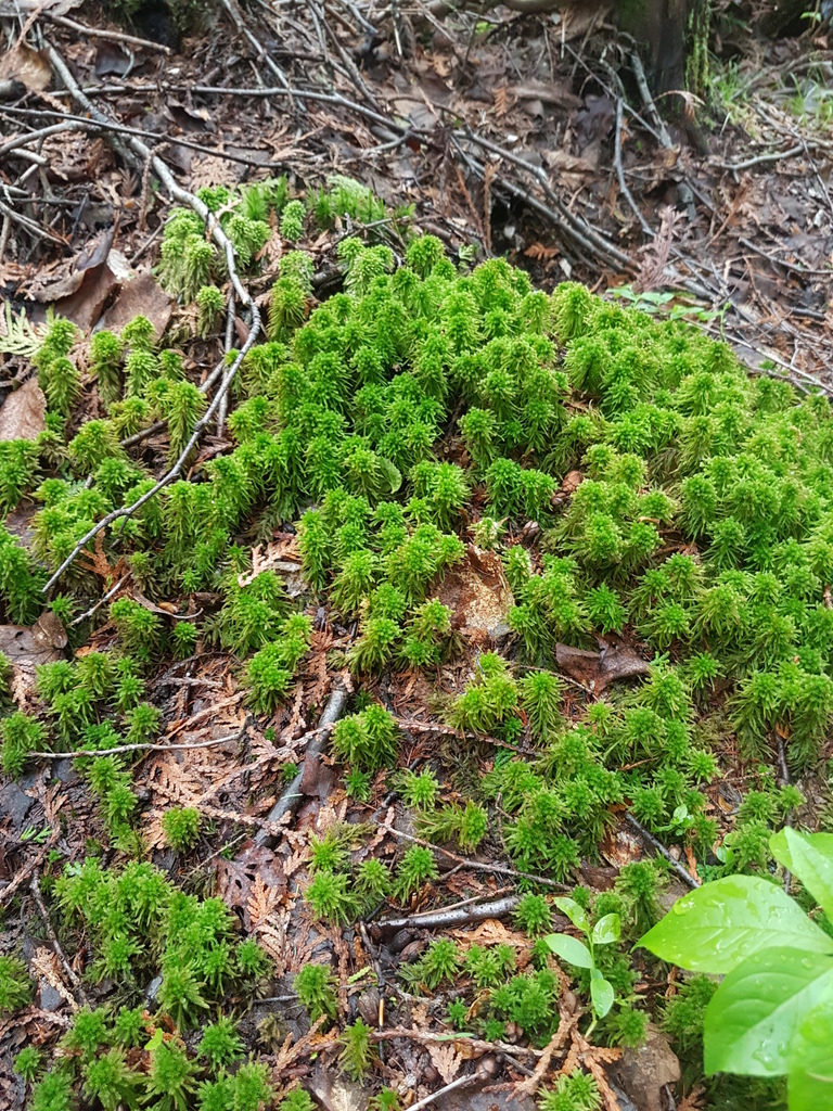 Wulf's Peatmoss (Sphagnum wulfianum) - Botanical Realm