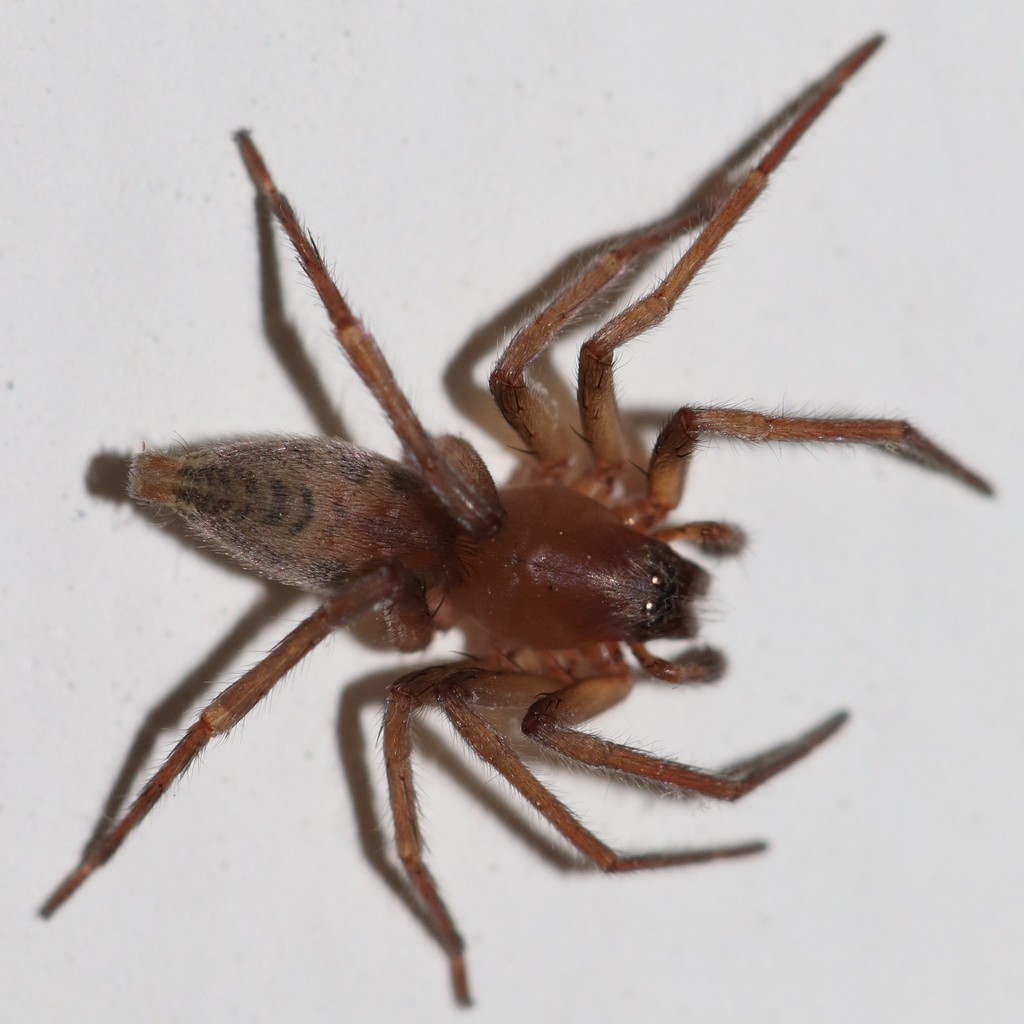 White sac spider in July 2020 by Sequoia Janirella Wrens · iNaturalist