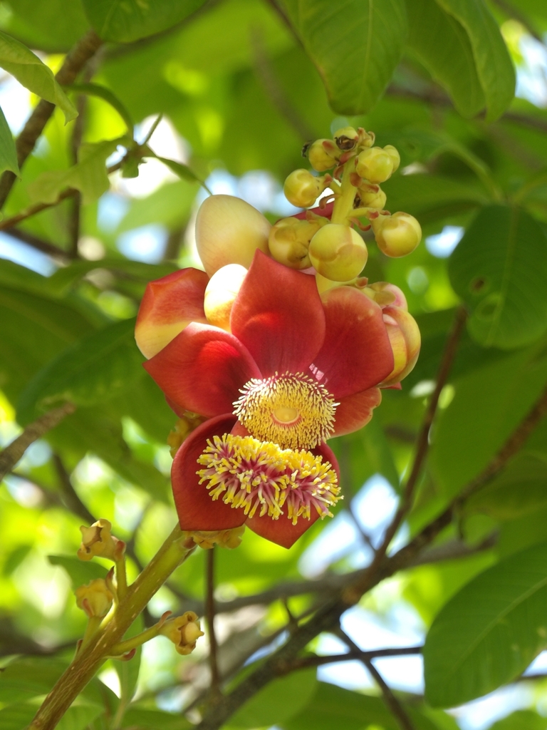 lecythis family (Lecythidaceae) - Botanical Realm
