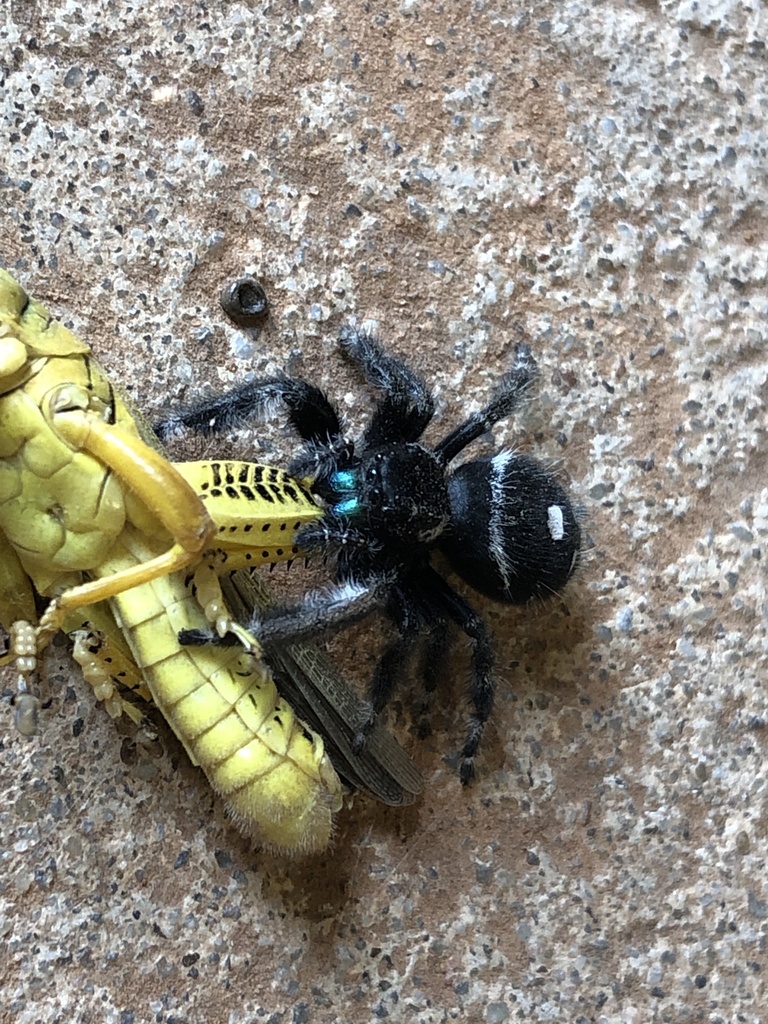 Bold Jumping Spider from Seventh St, Headrick, OK, US on July 9, 2020 ...