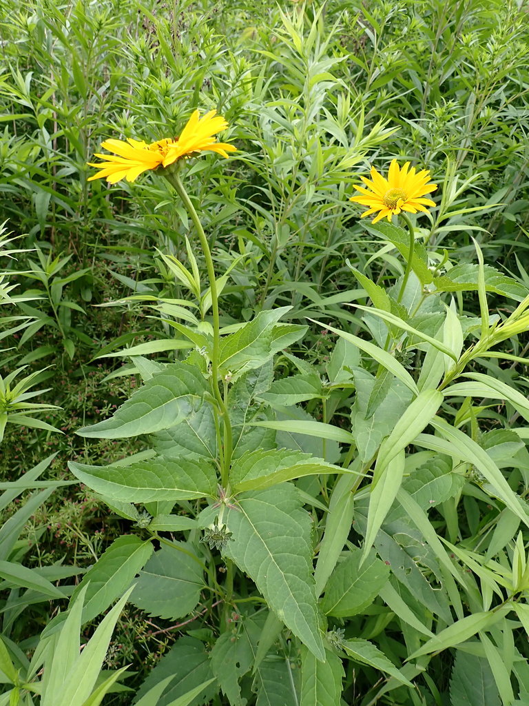 false sunflower (Heliopsis helianthoides) - Botanical Realm