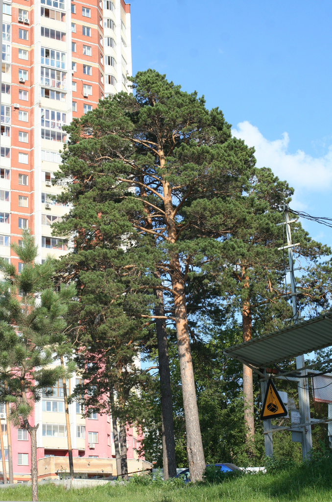 Scots pine from Russia, Novosibirsk, Zayel'tsovskiy District, Sosny ...