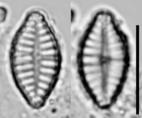 Genus Karayevia · iNaturalist
