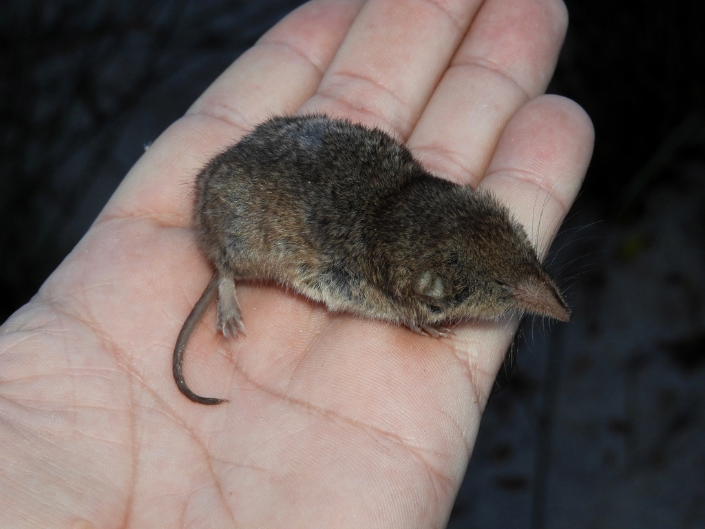Forest Shrew from City of Cape Town, ZA-WC, ZA on July 8, 2020 at 10:50 ...