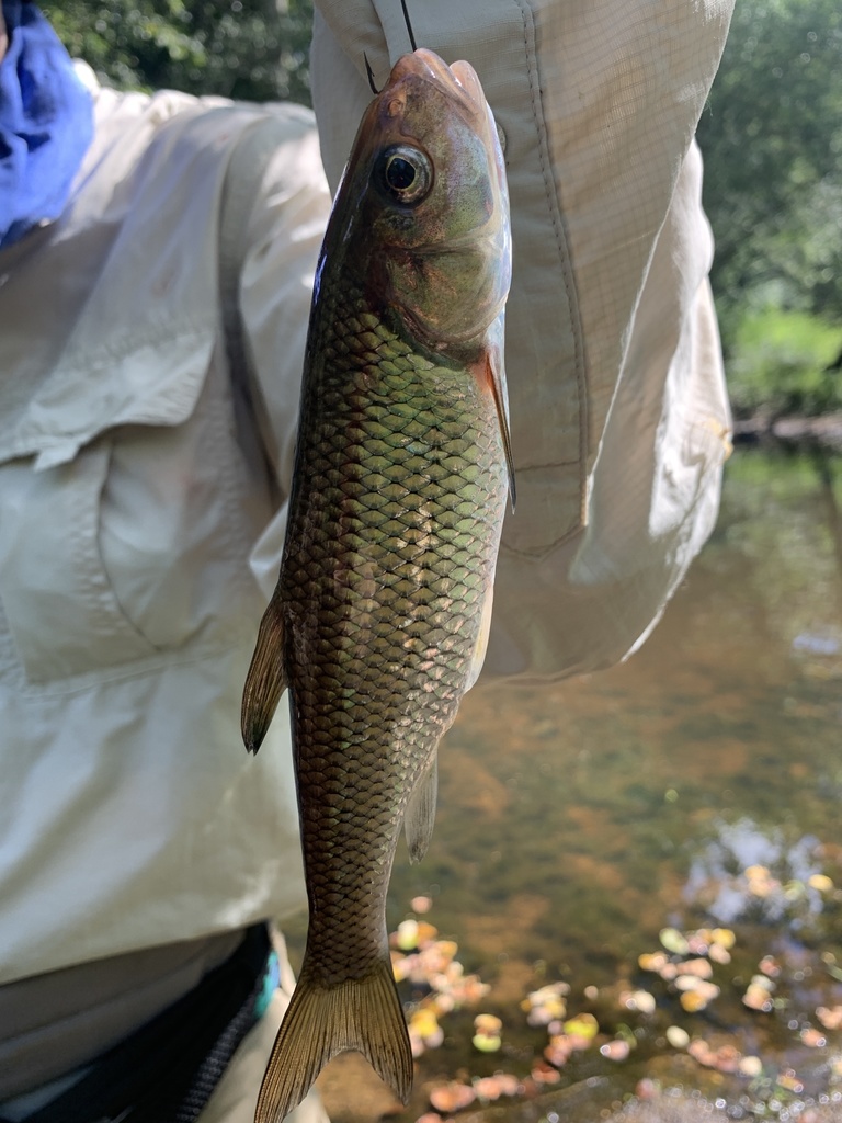 Fallfish from Mattaponi Wildlife Management Area, Woodford, VA, US on ...