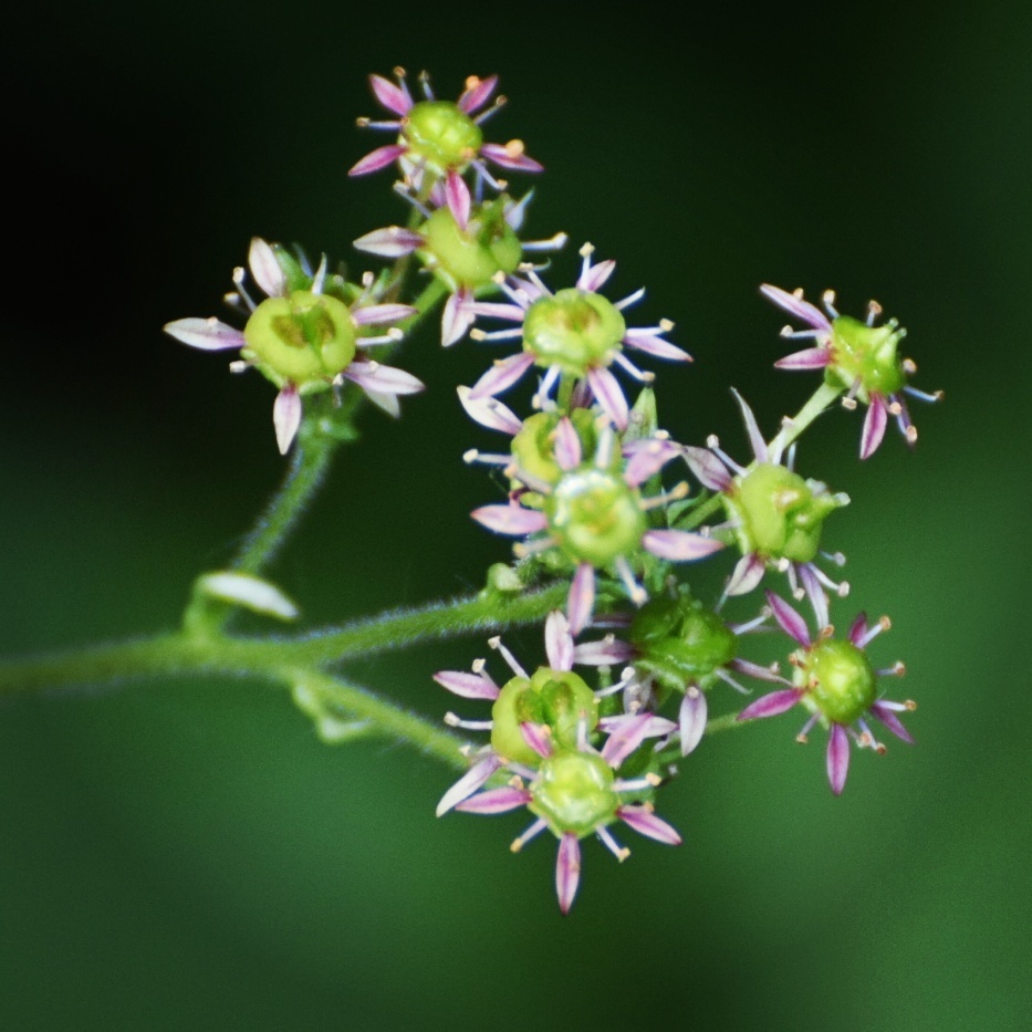 Swamp Saxifrage (Alex's Foragable Plants) · iNaturalist