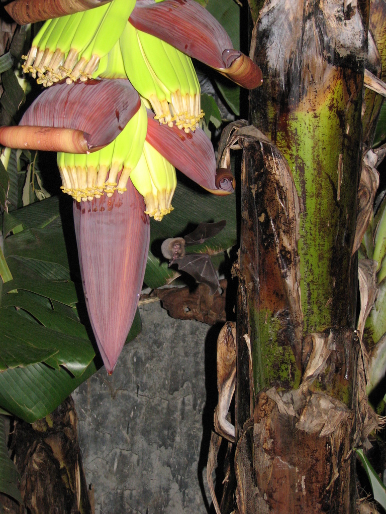 Long-tongued Bats from Granja, 95870 Catemaco, Ver., México on August ...