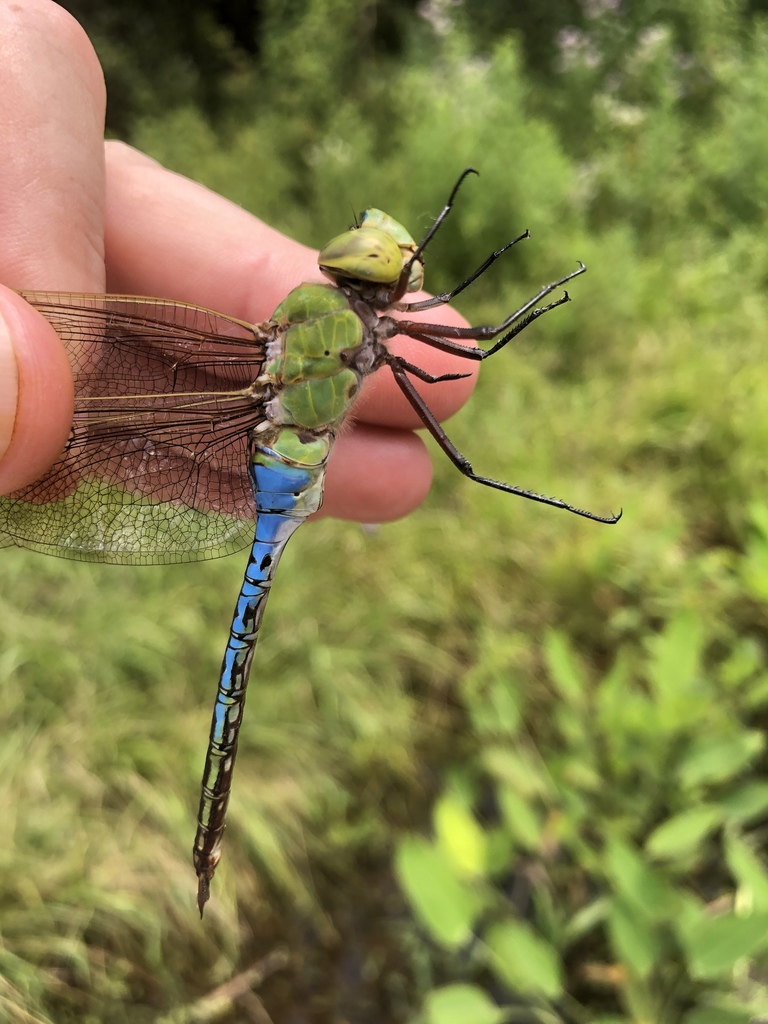 Common Green Darner from Commerce Dr, Jefferson City, MO, US on July 09 ...