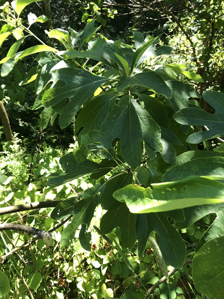 sassafras from Maydale Nature Center, Silver Spring, MD, US on July 9 ...