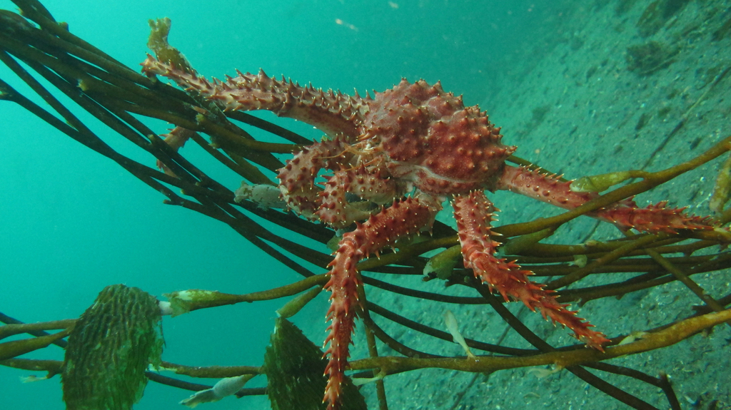 King Crab Underwater