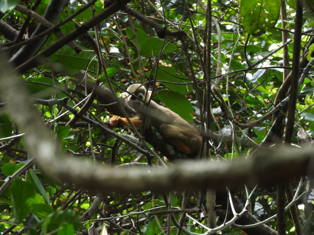 Collins' Squirrel Monkey from Santarém - PA, Brasil on November 22 ...