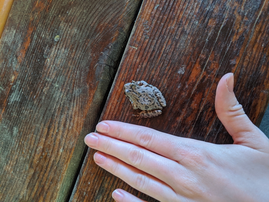 Sierran Tree Frog from McCall, ID 83638, USA on July 9, 2020 at 05:22 ...