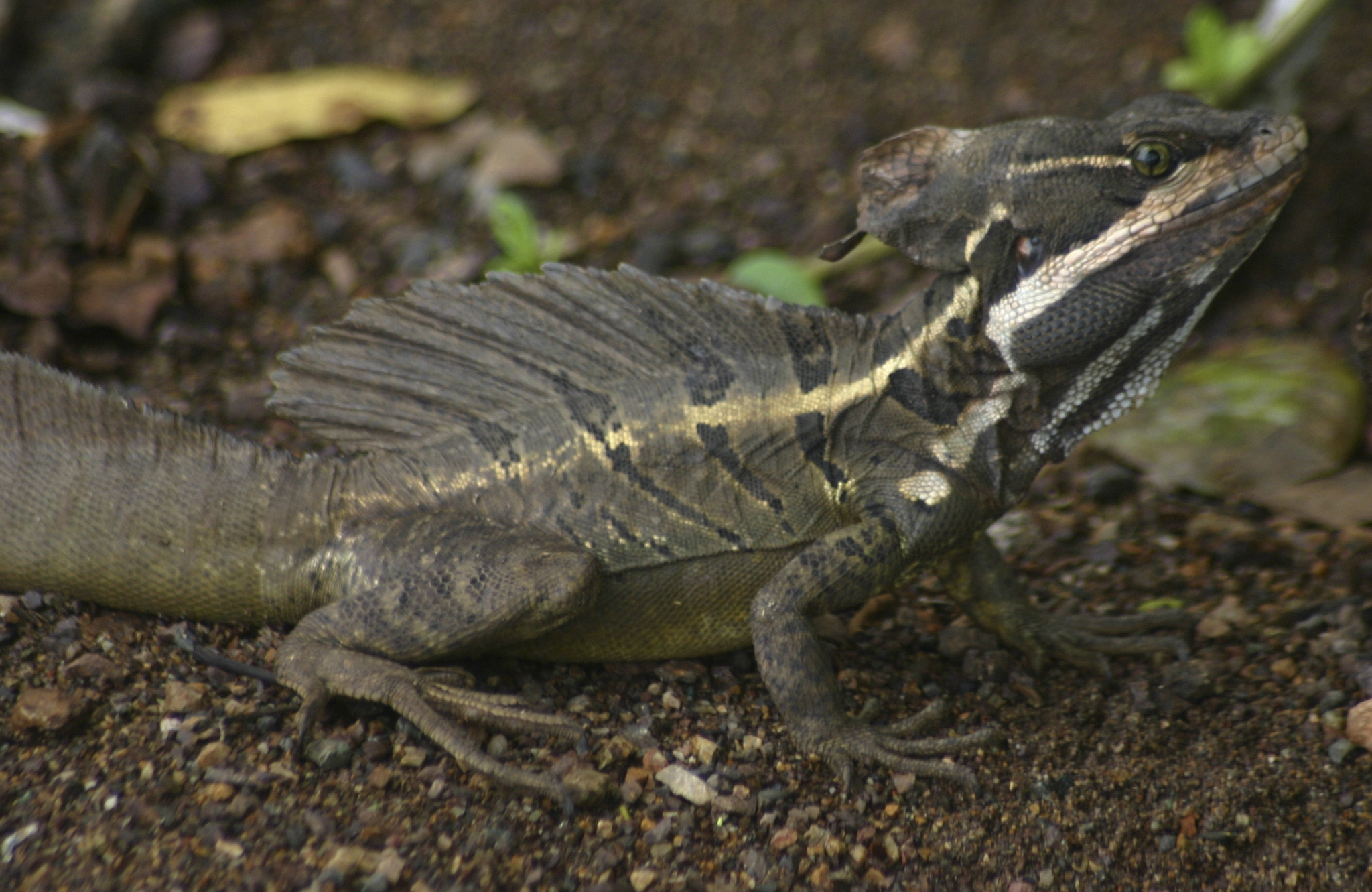 Basilisk Dragon Lizard