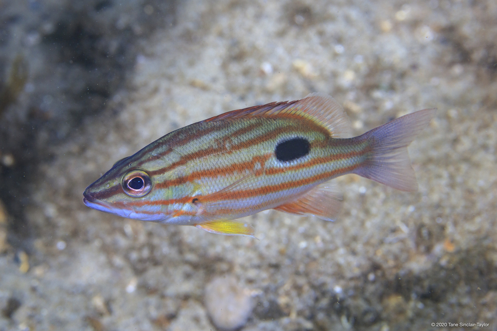 Moses' Snapper (Lutjanus russellii) - Marine Life Identification