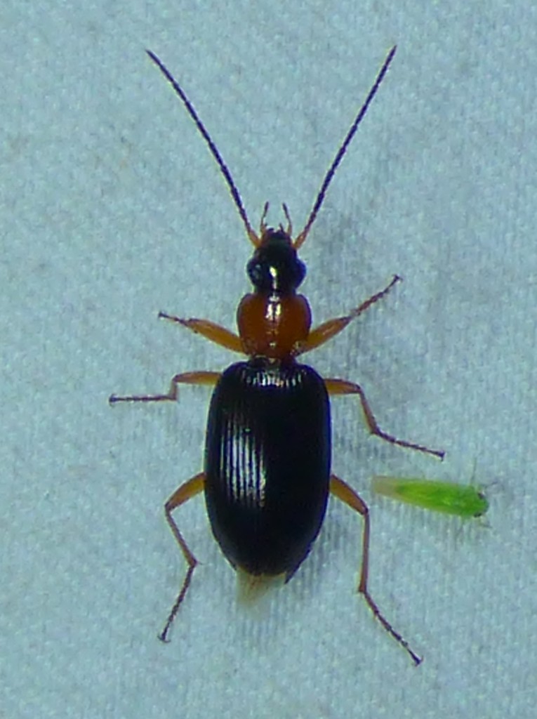 Agonum decorum from Prince of Peace Catholic Church and School on July ...