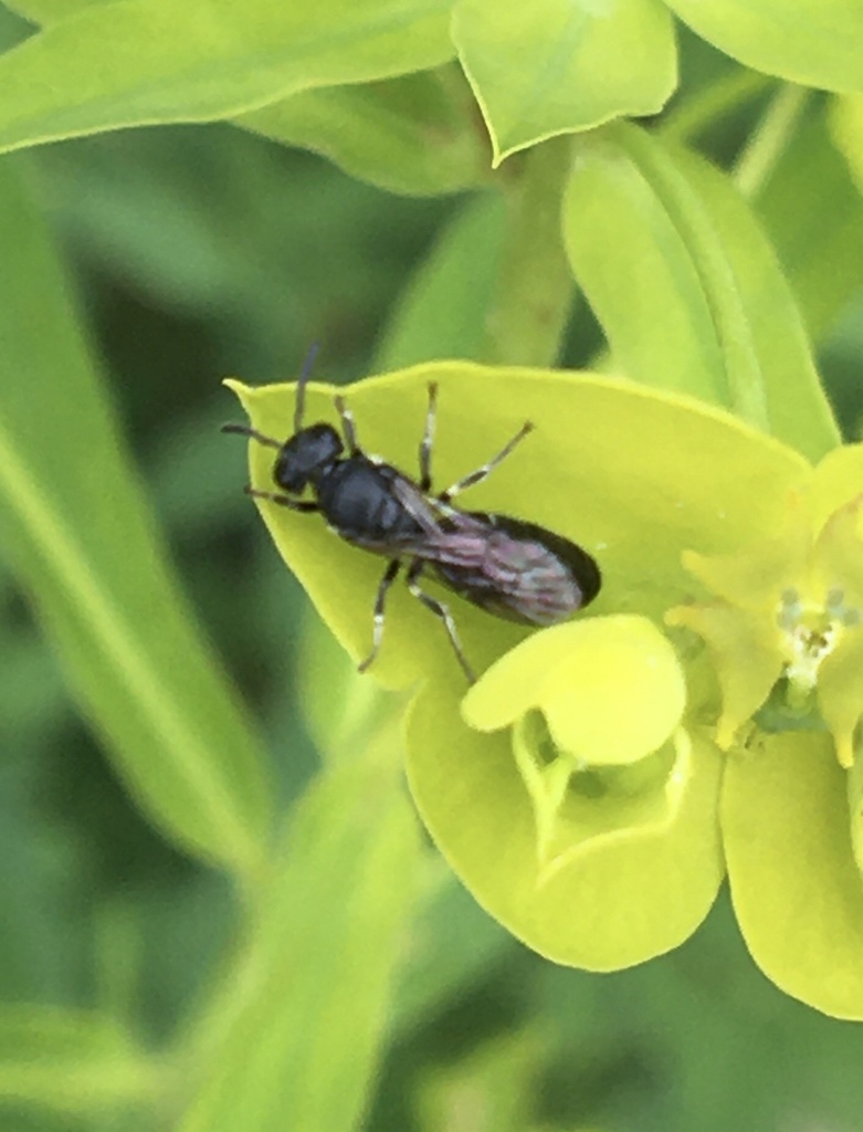 Masked Bees from Douglasbank Park, Calgary, AB, CA on July 09, 2020 at ...