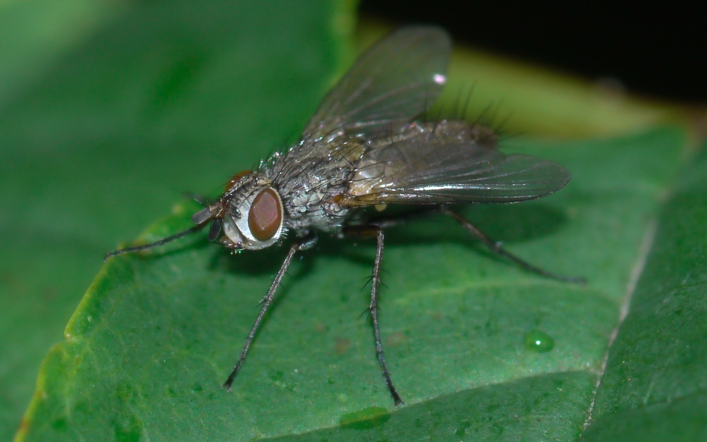 Solieria Robineau-Desvoidy, 1848