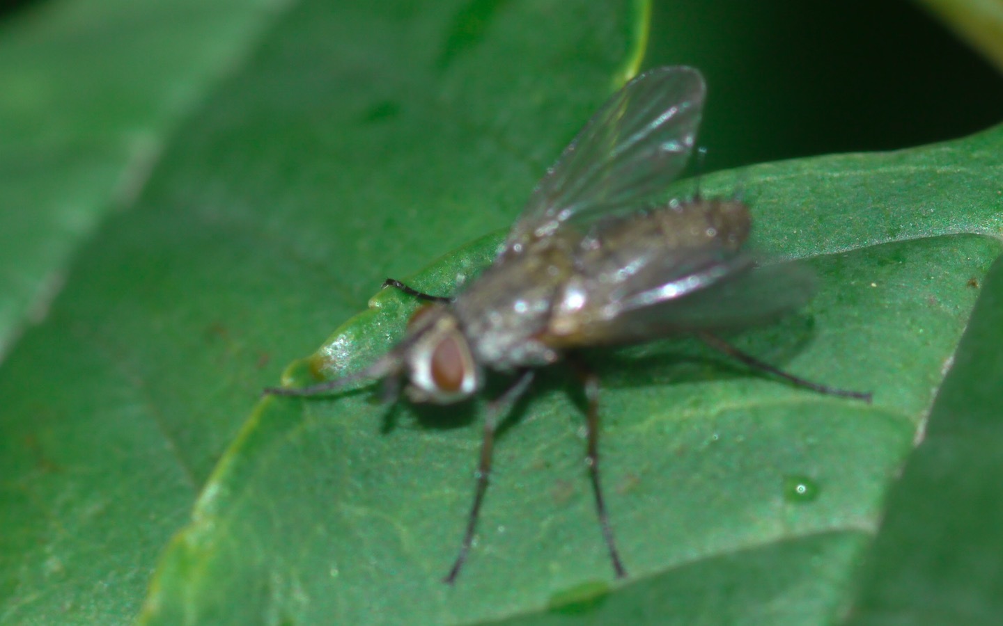 Solieria Robineau-Desvoidy, 1848