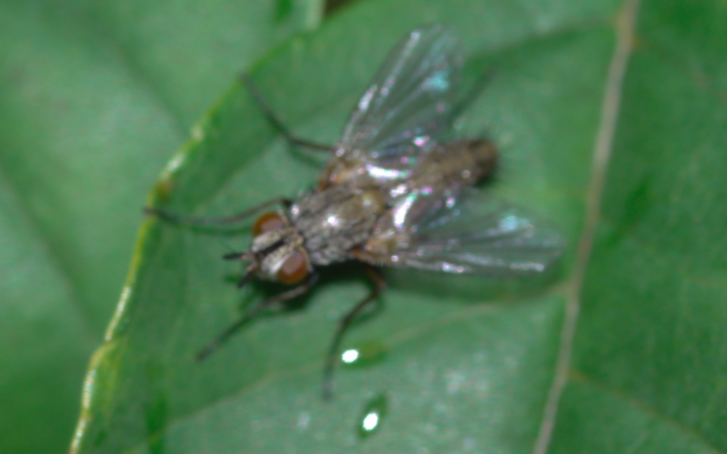 Solieria Robineau-Desvoidy, 1848