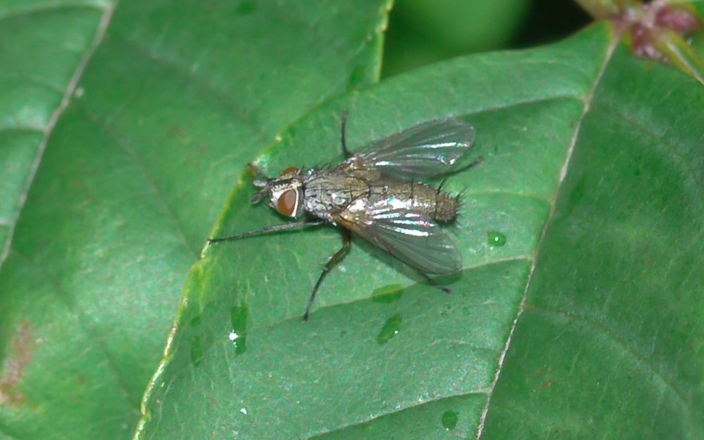 Solieria Robineau-Desvoidy, 1848