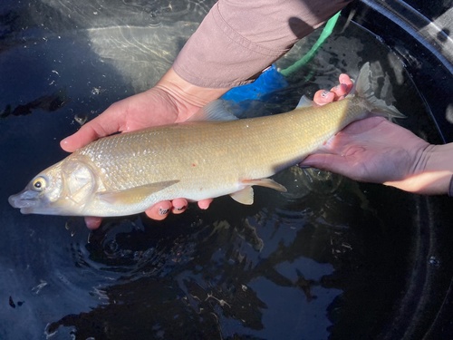 Mountain Whitefish (Fish of Alberta) · iNaturalist