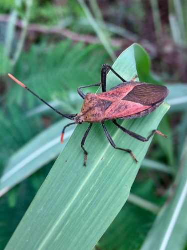 Ochrochira ferruginea · iNaturalist
