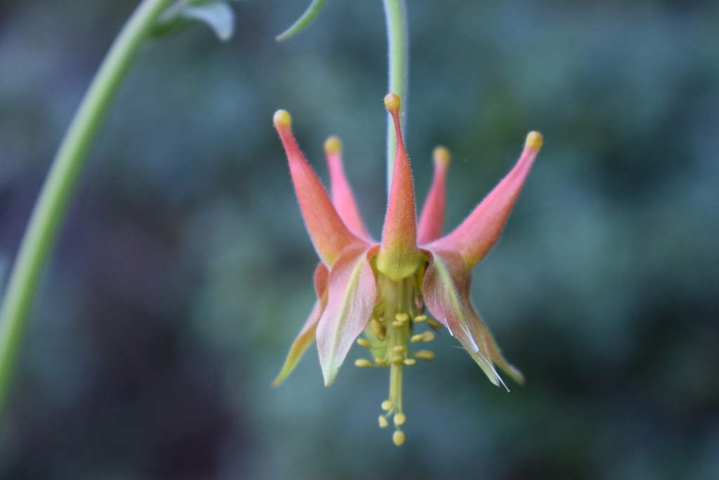 Van Houtte's Columbine from Sierra Azul Open Space Preserve, CA, US on ...