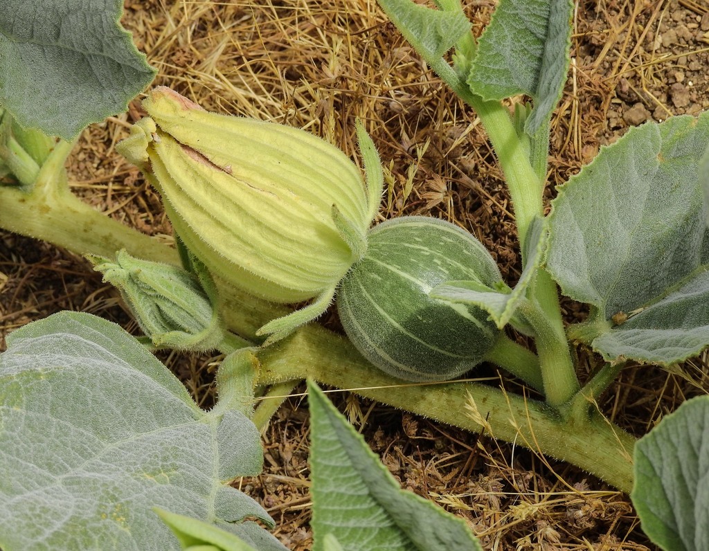 Buffalo Gourd from Sycamore Canyon Park, Riverside, CA, USA on June 10 ...