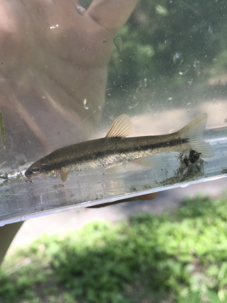 Western Blacknose Dace from Bredesen Park, Edina, MN, US on July 02 ...