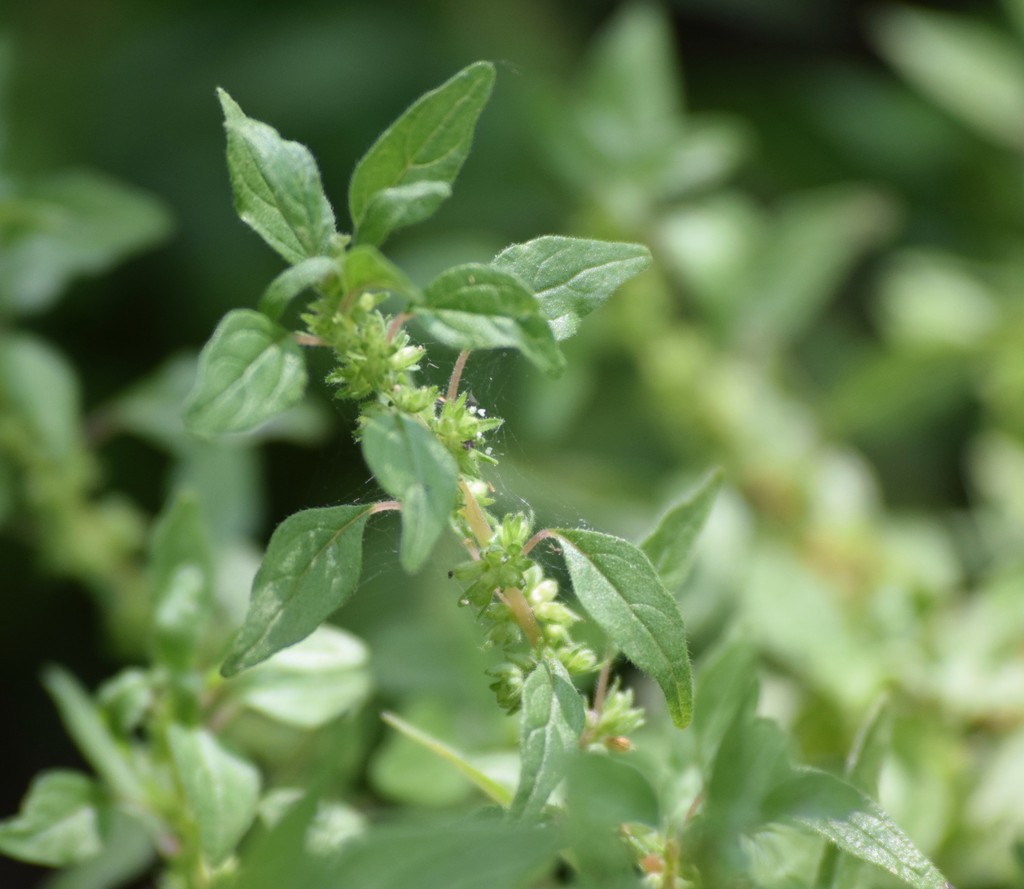 pellitories (Parietaria) - Botanical Realm