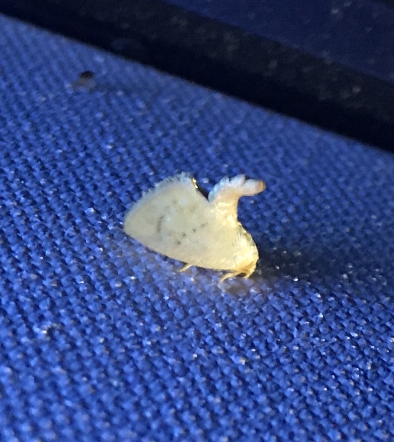 Abbreviated Button Slug Moth in July 2020 by privatenoaccess · iNaturalist