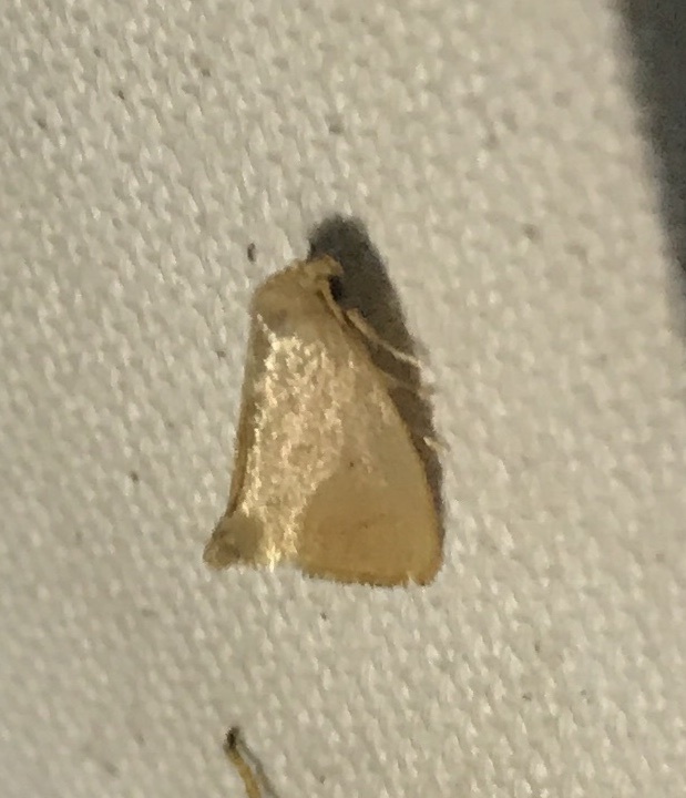 Red-crossed Button Slug Moth in July 2020 by privatenoaccess · iNaturalist