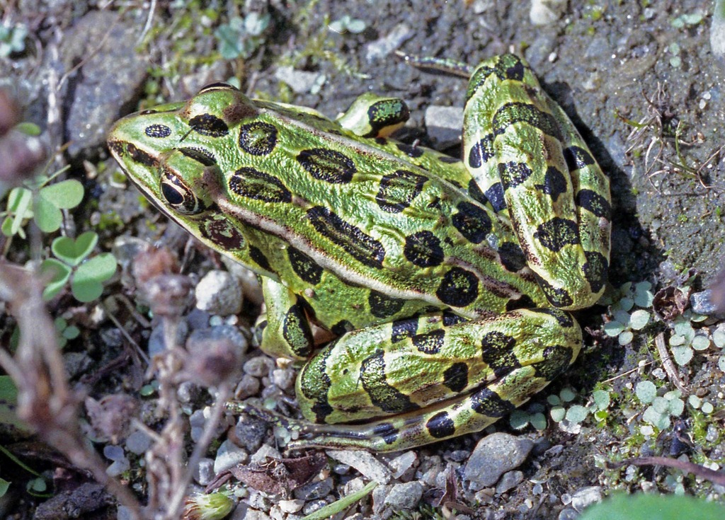 Northern Leopard Frog from Great Meadows Wildlife Refuge, Concord ...