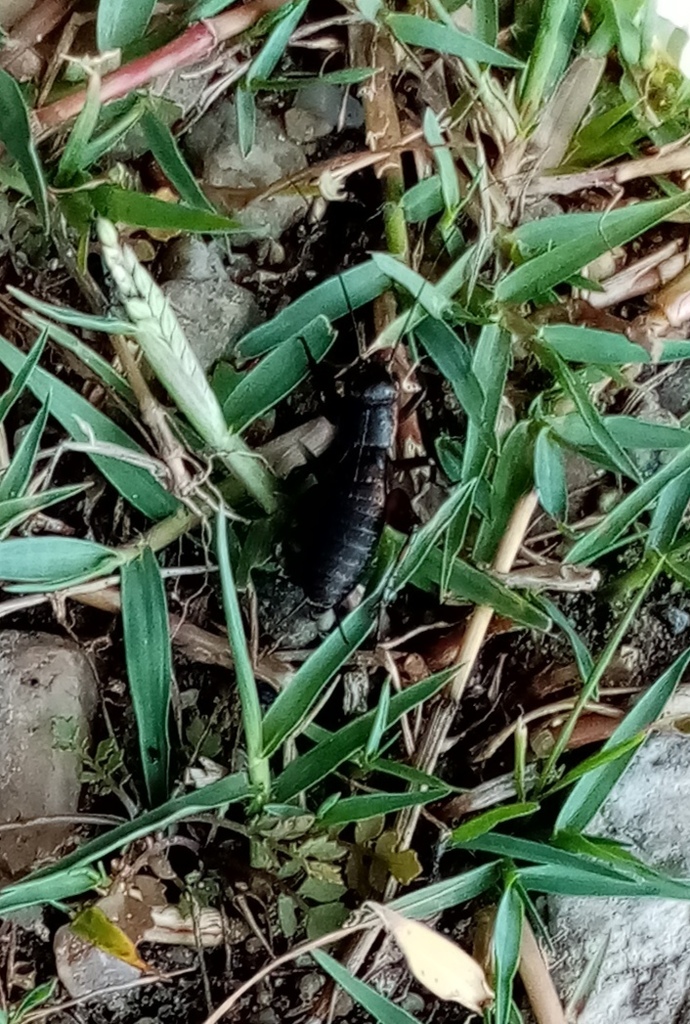 Southern Field Cricket from Αμπελώνας, Ελλάδα on July 9, 2020 at 11:20 ...