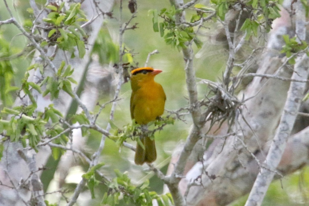 Inti Tanager from Franz Tamayo, Bolivia on October 9, 2018 by ...