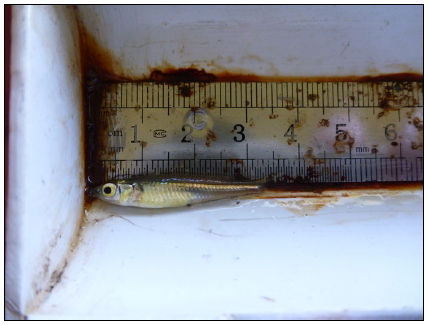 Flyspecked Hardyhead from Lower Mount Walker QLD 4340, Australia on May ...